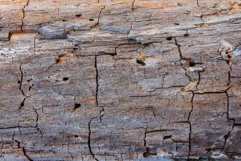 Rotting wood texture stock image. Image of board, natural - 85437347