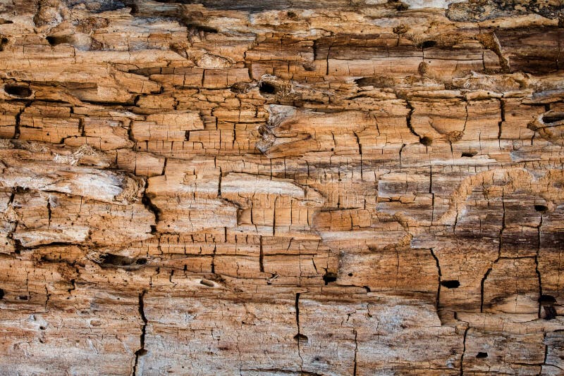 Rotting wood texture stock photo. Image of design, rustic - 85437362