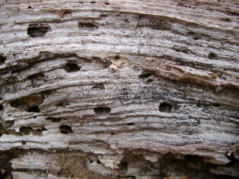 Rotting wood stock image. Image of wood, rotted, work - 255346539