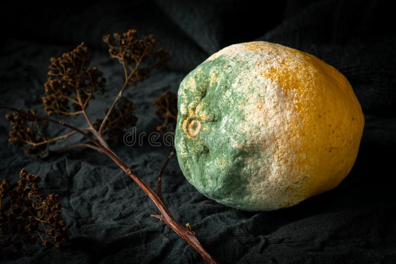 A Rotting Yellow Lemon with Mold on the Gray Tablecloth. Texture of ...