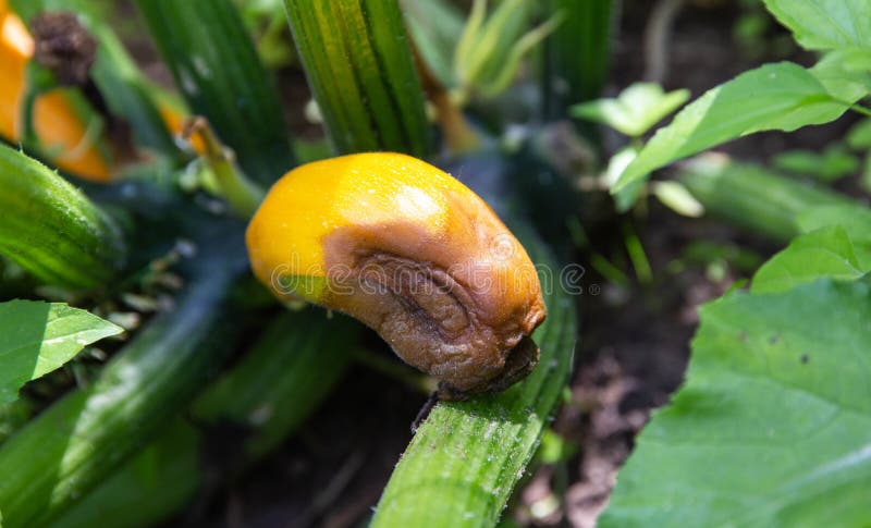 Rotting Zucchini in the Garden. Lack of Trace Elements and Excess ...