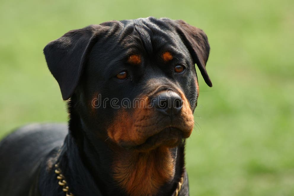 Rottweiler stock photo. Image of outdoor, rottweiler, canine - 1331402