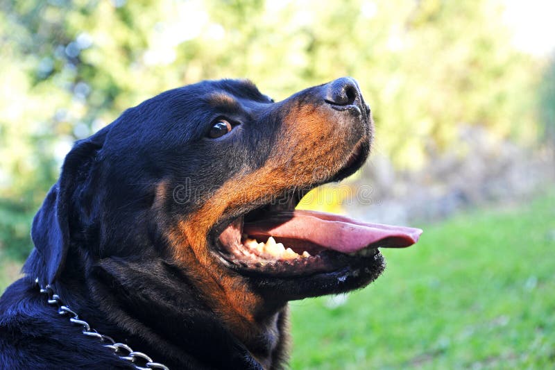 Teeth of Rottweiler in Studio Stock Photo - Image of rottweiler ...