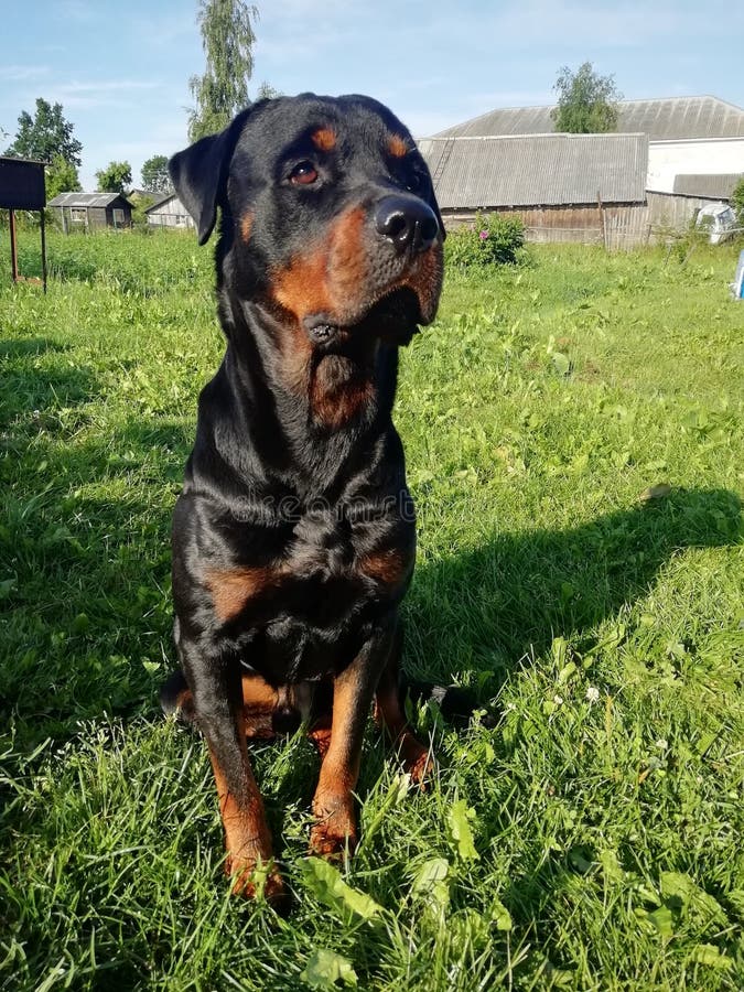 Rottweiler arkivfoto. Bild av säkerhet, angus, ruttweiler - 165659066