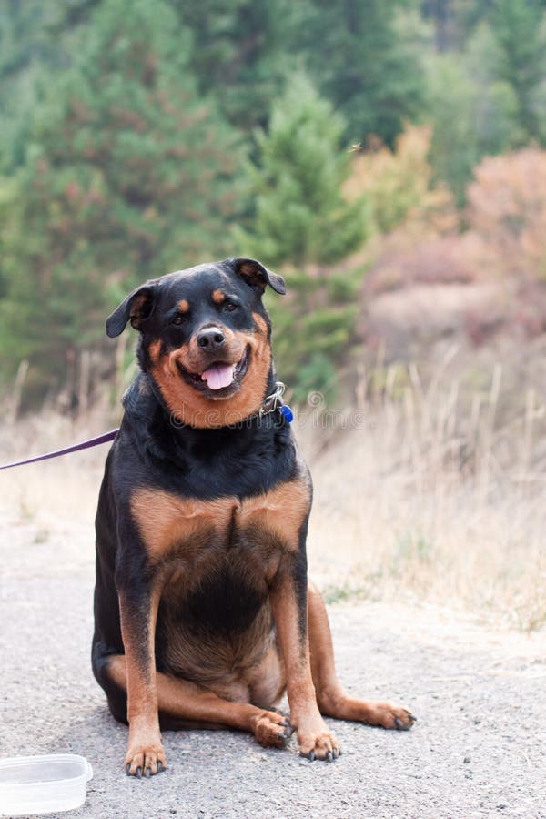 Purebred Rottweiler stock photo. Image of laying, shadow - 24550920
