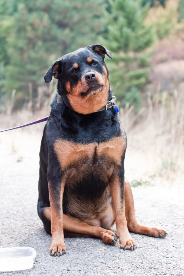 Rottweiler stock photo. Image of purebred, overweight - 26746736