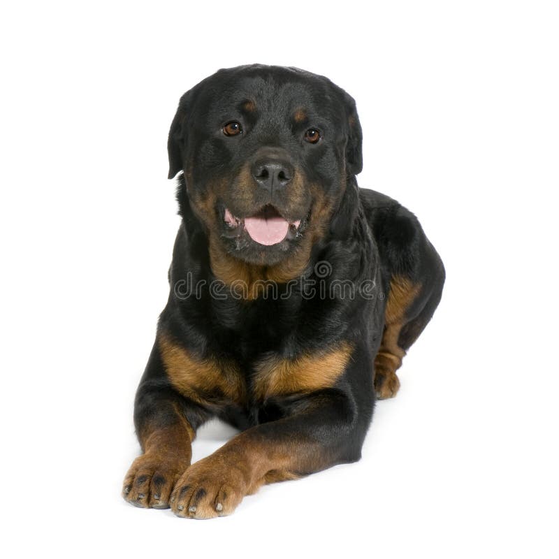 Rottweiler dog stock photo. Image of outdoor, rotty, canine - 4531146