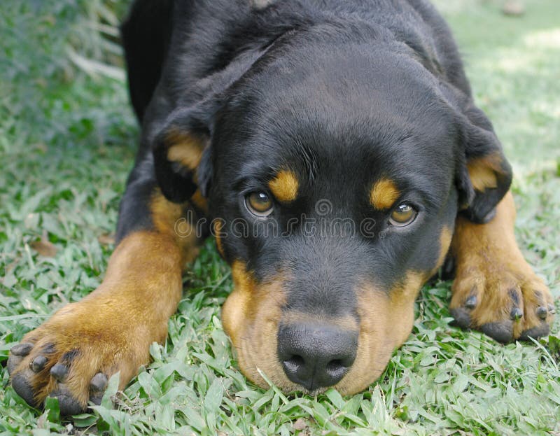 Rottweiler stock image. Image of rottweiler, pure, park - 4024837