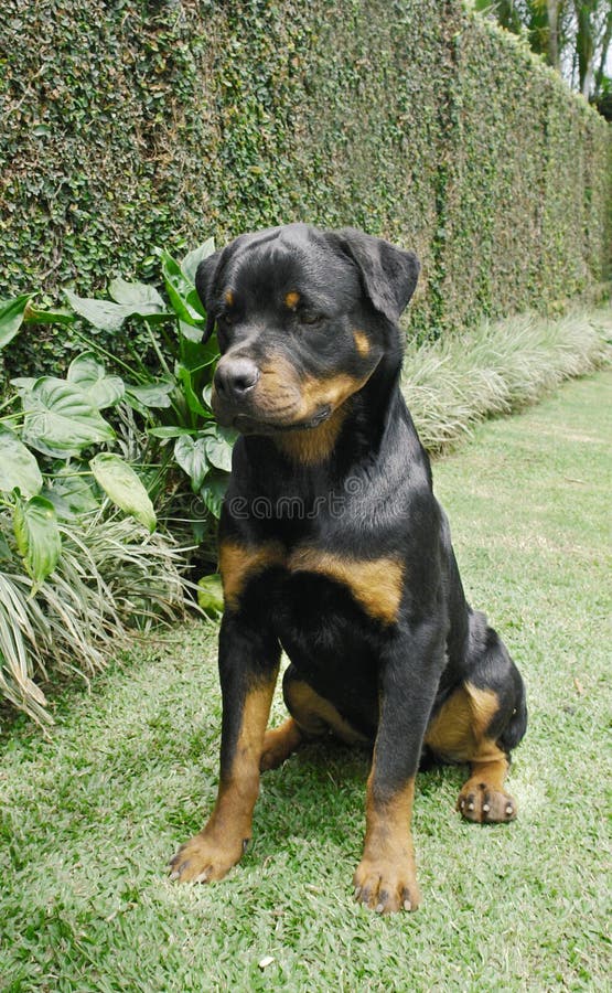 Rottweiler stock image. Image of pedigree, pure, brown - 4025573