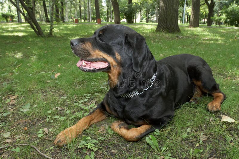 Rottweiler stock photo. Image of rottweiler, foot, paws - 6542084