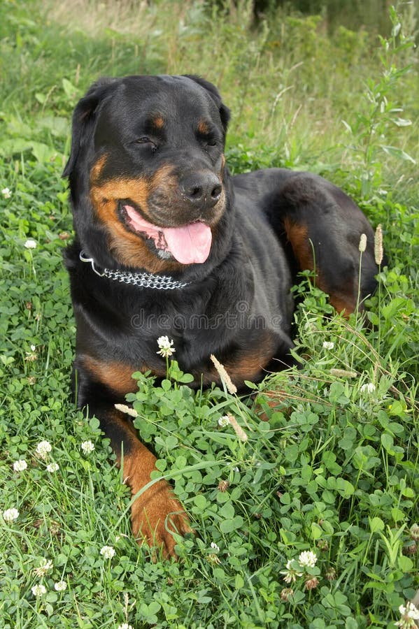 308 Rottweiler Paws Stock Photos - Free & Royalty-Free Stock Photos ...