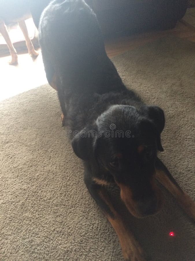 Baby Rottie Stock Photos - Free & Royalty-Free Stock Photos from Dreamstime