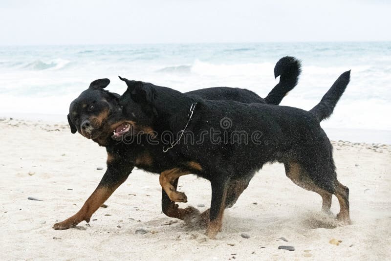 Rottweiler and Beauceron on the Beach Stock Photo - Image of nature ...