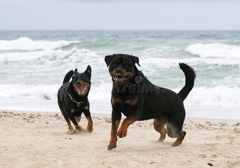 Rottweiler and Beauceron on the Beach Stock Image - Image of cute ...