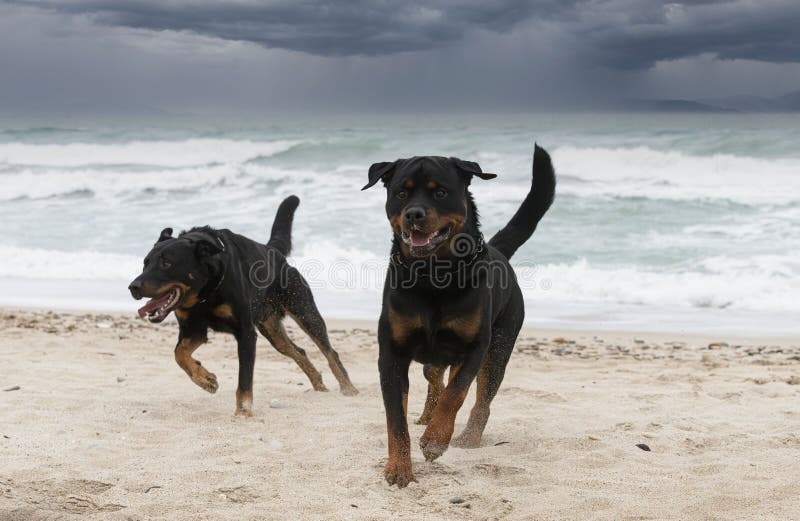 Rottweiler and Beauceron on the Beach Stock Image - Image of attack ...