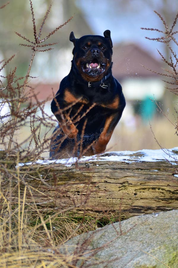 Rottweiler Branchant Un Log Photo stock - Image du noir, adulte: 29167028