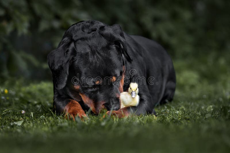 Rottweiler Easter Stock Photos - Free & Royalty-Free Stock Photos from ...