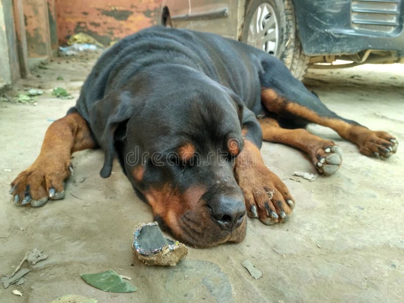 Resting in peace stock image. Image of sculpture, plants - 117834269