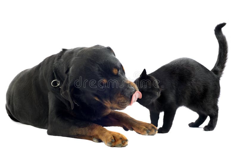 Cat and dog stock photo. Image of small, kitty, pers, whiskers - 1010008