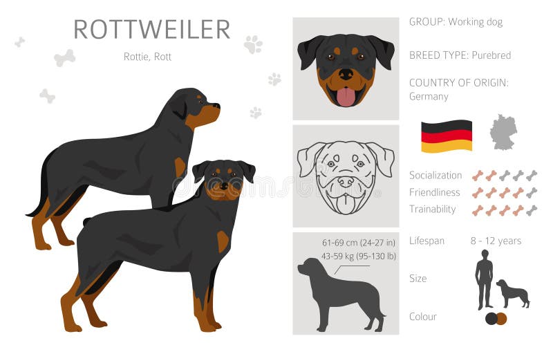 Rottweiler Clipart. Different Poses, Coat Colors Set Stock Vector ...