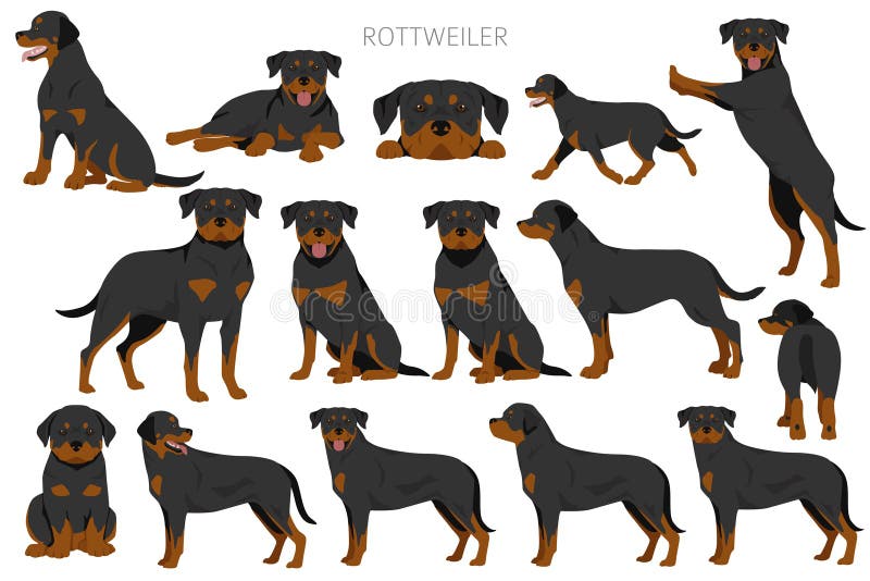 Rottweiler Pup Stock Illustrations – 242 Rottweiler Pup Stock ...
