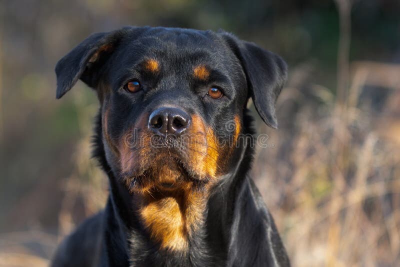 Rottweiler Close Up Face Autumn Fall Stock Image - Image of active ...