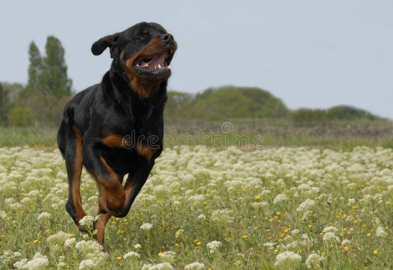 Perro Corriente Del Rottweiler Foto de archivo - Imagen de mirada ...