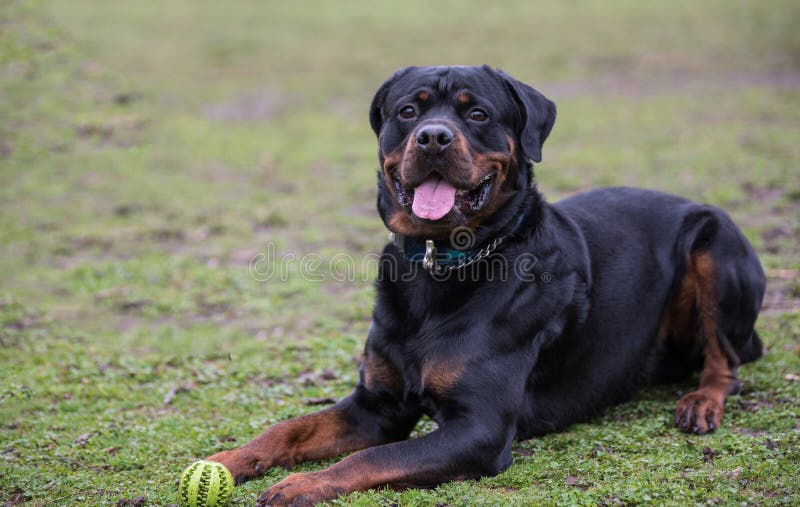 Rottweiler Czerń Relaksuje W Parku Zdjęcie Stock - Obraz złożonej z ...