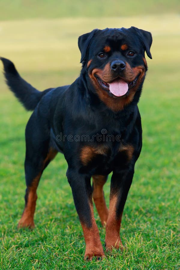 Rottweiler De La Raza Del Perro Foto de archivo - Imagen de lengüeta ...