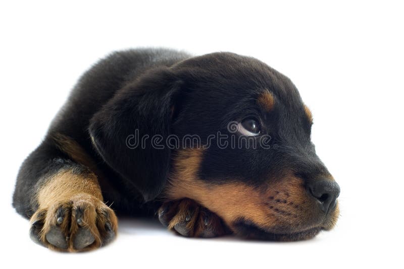 Rottweiler Do Filhote De Cachorro Imagem de Stock - Imagem de fofofo ...