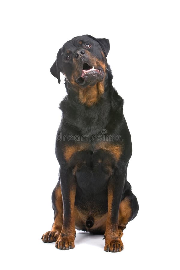 Rottweiler Showing Teeth