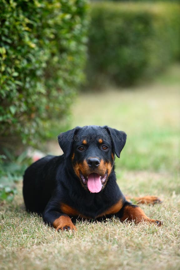 Rottweiler dog stock photo. Image of tongue, rotty, rottweiler - 4531038