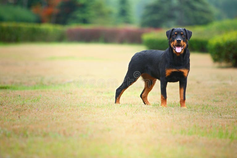Rottweiler dog stock photo. Image of outdoor, rotty, canine - 4531146