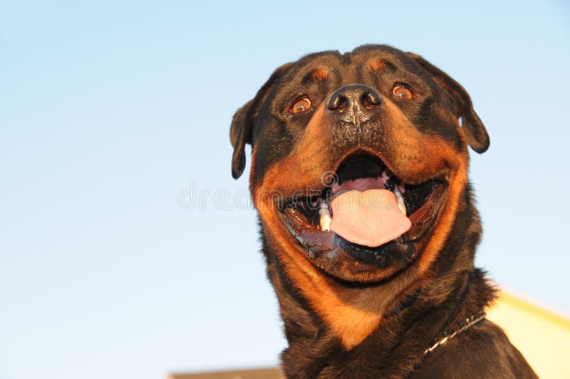 Angry Dog stock photo. Image of rottweiler, dangerous - 87544038