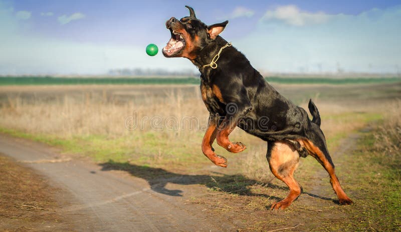 Rottweiler dog stock image. Image of powerful, evil, mouth - 52368615