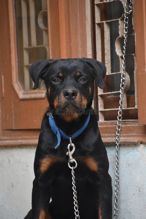 Rottweiler Dog stock photo. Image of rottweiler, breed - 194327144