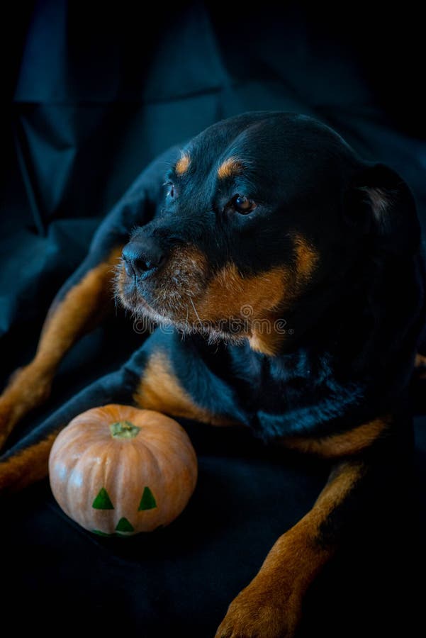 Rottweiler Dog with a Halloween Pumpkin Stock Image - Image of breed ...