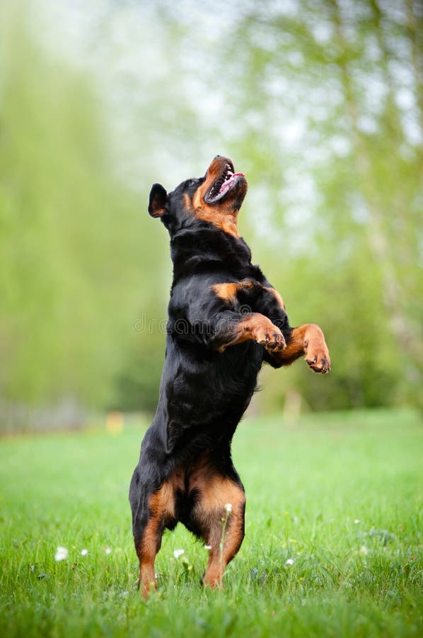 Are Rottweilers Good Jumpers