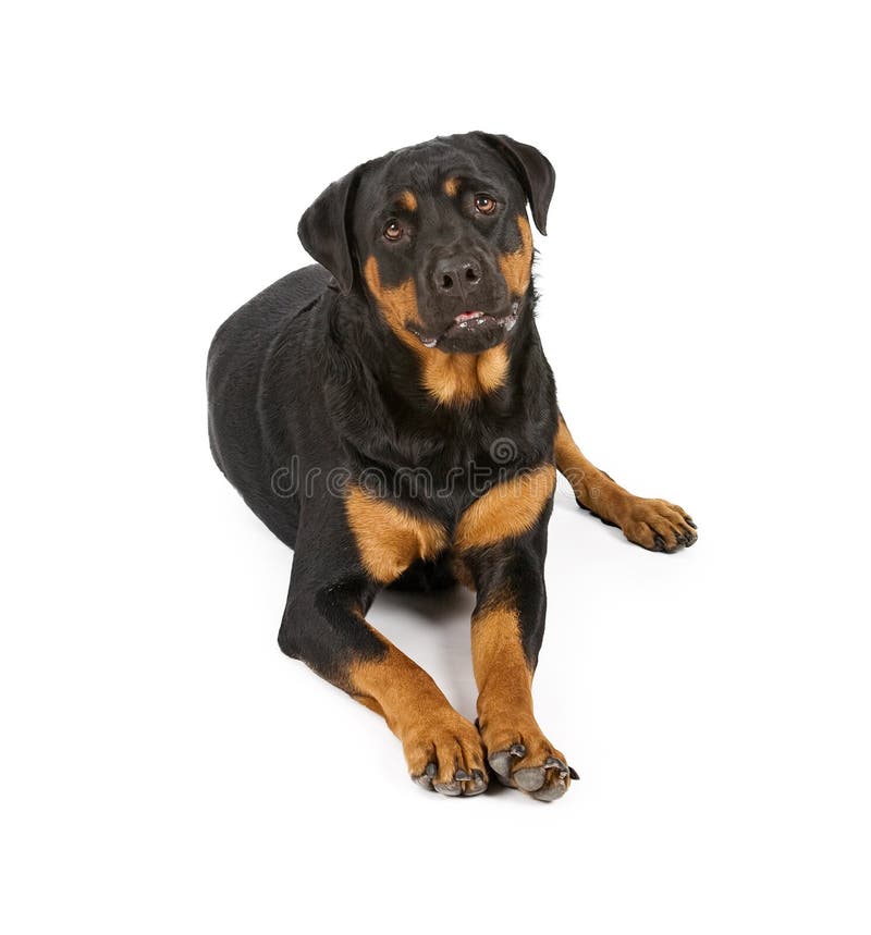 Rottweiler Dog Laying Down stock image. Image of obedience - 15714849