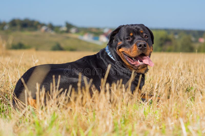 Two beautiful rottweilers stock photo. Image of beautiful - 101959874