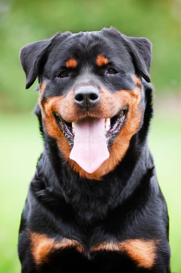 Rottweiler dog portrait stock photo. Image of muscular - 30921138
