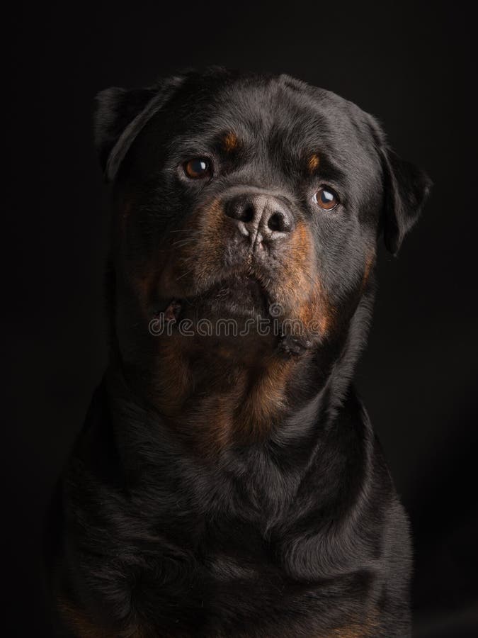 Portrait of a Rottweiler Mix Dog on a Black Background Stock Photo ...