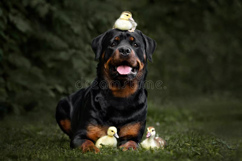 Rottweiler Easter Stock Photos - Free & Royalty-Free Stock Photos from ...