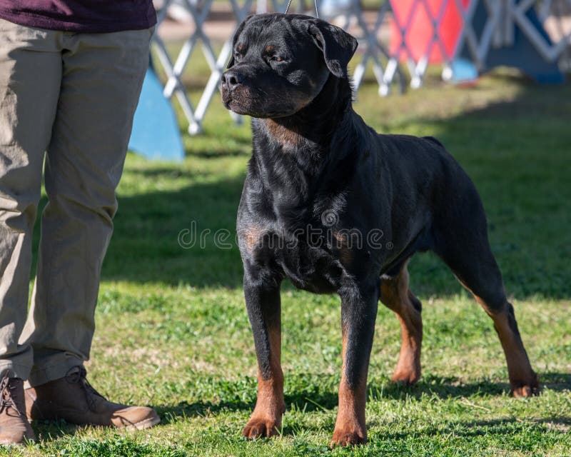 Rottweiler Dog Posing at a Show Stock Photo - Image of breed, ring ...
