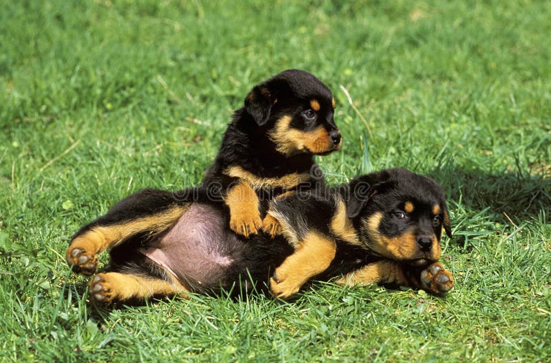 Rottweiler Dog, Puppies Playing on Grass Stock Photo - Image of ...