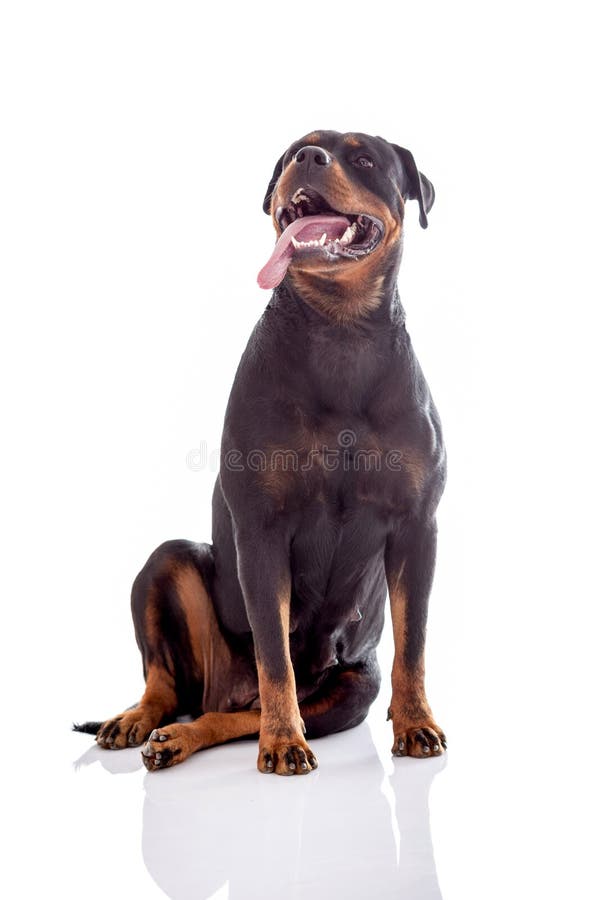 Excited Rottweiler Dog Sitting Side Stock Photo - Image of rottweiler ...