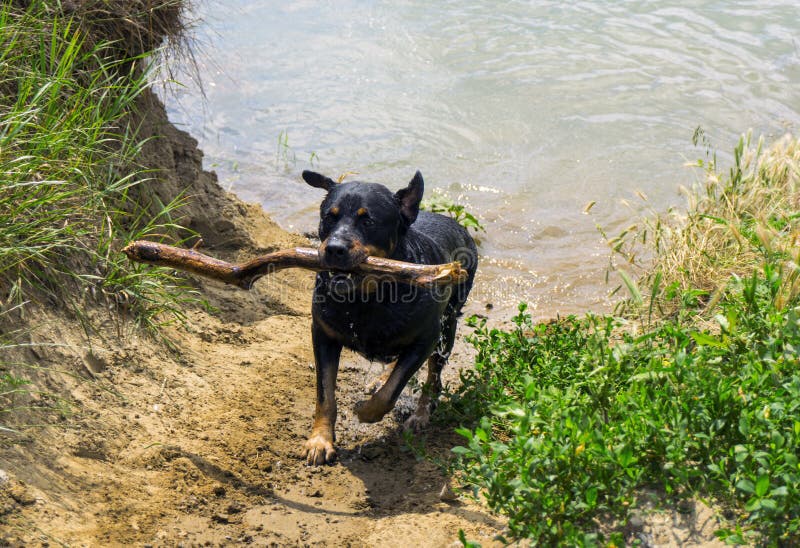 Dog running with stick stock photo. Image of play, stick - 5075150