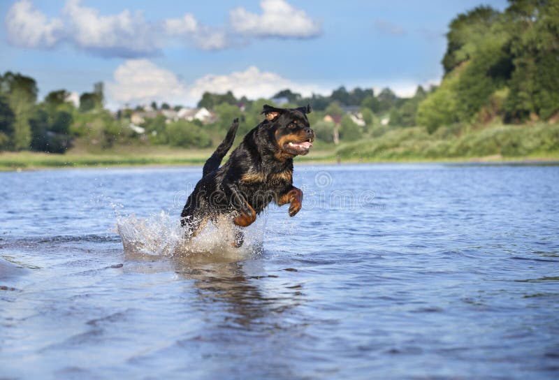 How Do You Stop My Rottweiler From Jumping On Me