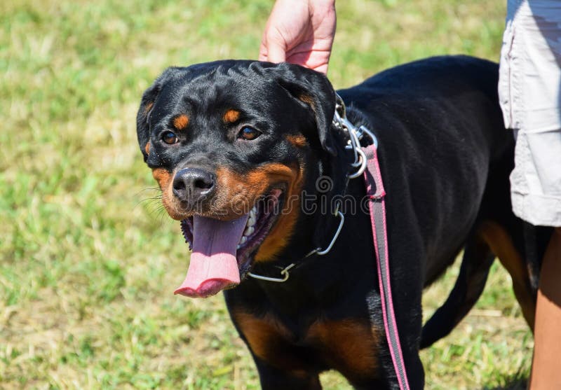 Rottweiler dog stock image. Image of sitting, rottweiler - 59514081