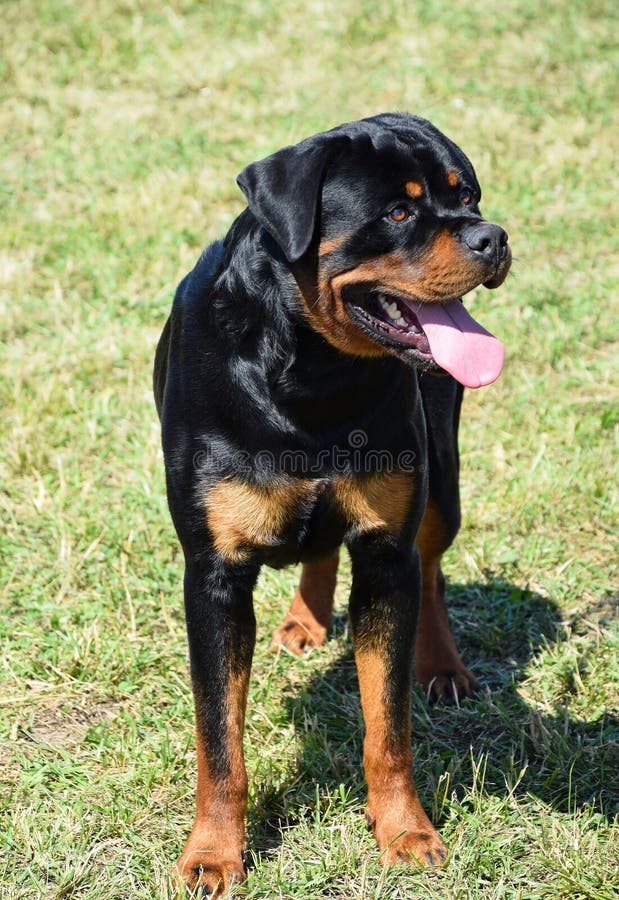 Rottweiler dog stock image. Image of standing, vertebrate - 59520679